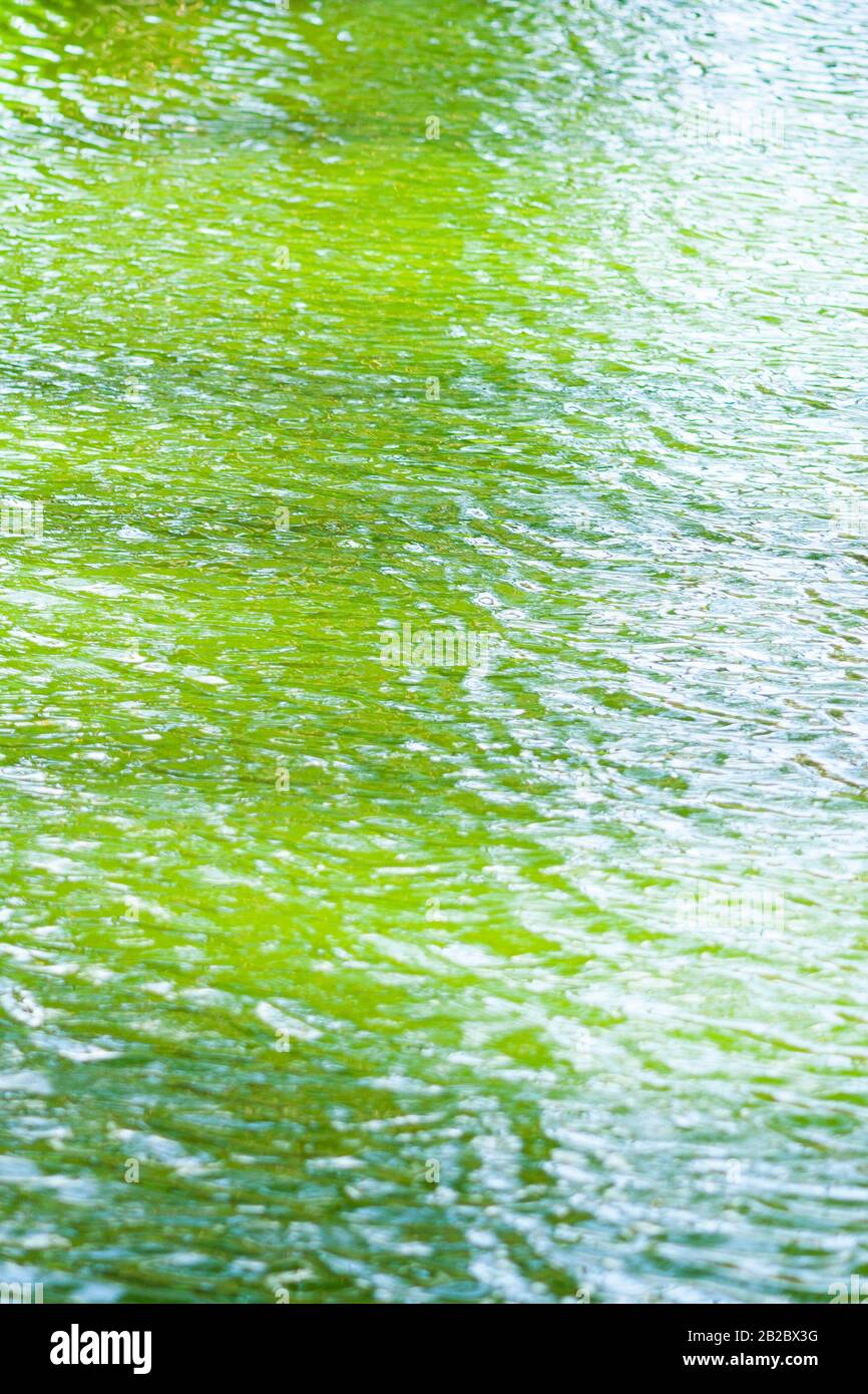 ripple green water texture with reflections of the trees. River surface ...