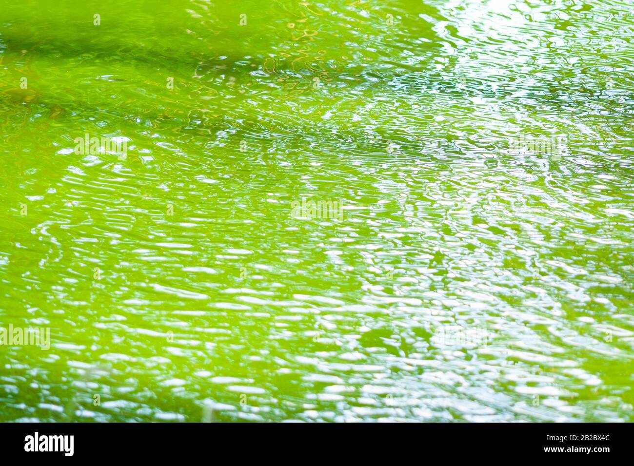 ripple green water texture with reflections of the trees. River surface ...