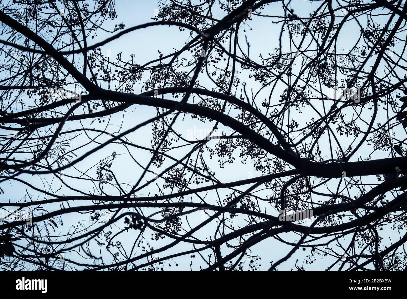 A picture of tree in garden Stock Photo - Alamy