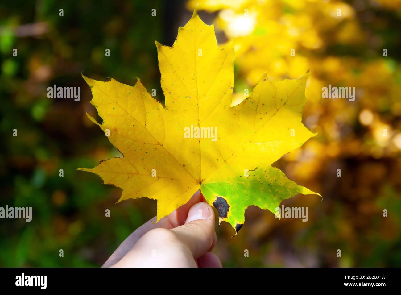 Mans hand holding red autumn leaf hi-res stock photography and images ...