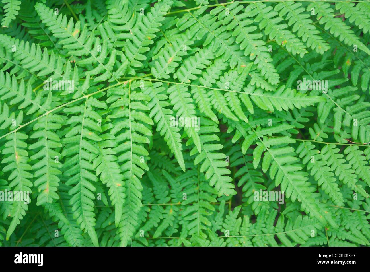 Beautiful fern leaves foliage natural floral background. Perfect fern ...