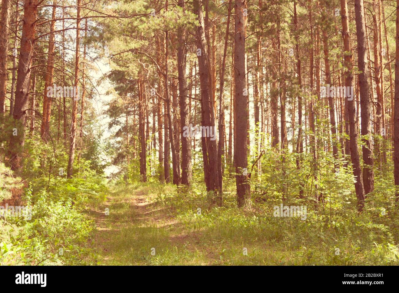 Summer green beautiful forest landscape with road throught in ...