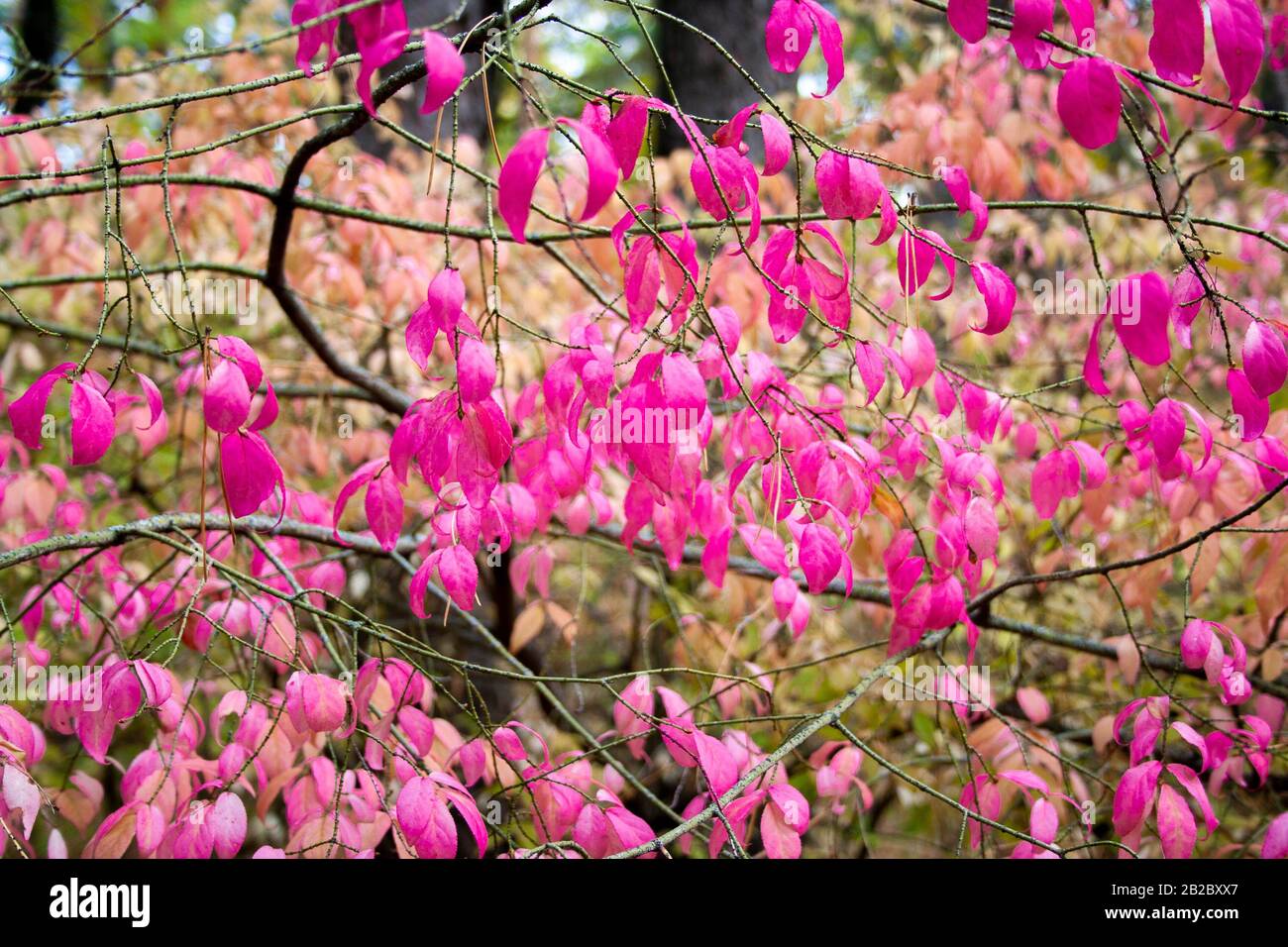 Autumn pink Leaves in the forest at cloudy day. Beautiful pink leaves ...