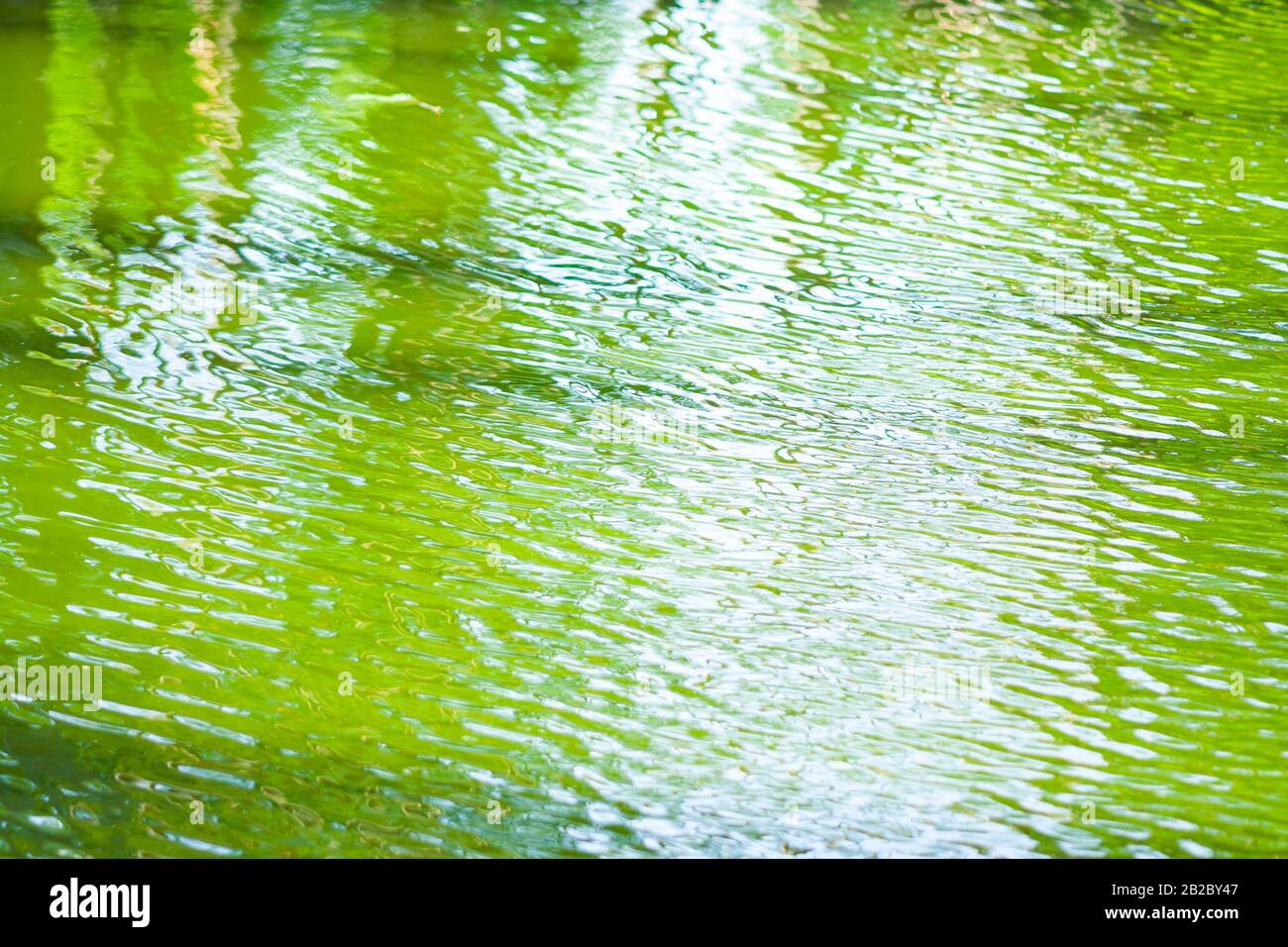 ripple green water texture with reflections of the trees. River surface ...