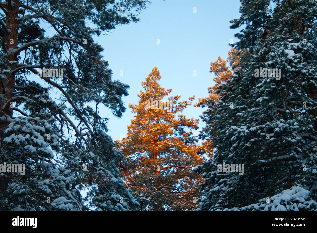 the top of the spruce tree covered with the first rays of the sun early ...