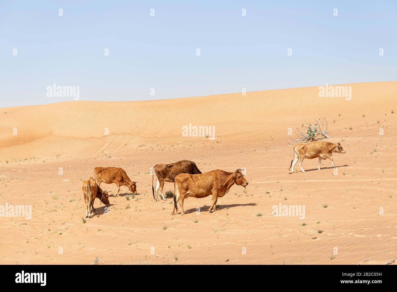 Cows eating some grass in the desert of sand and walking in the dunes ...