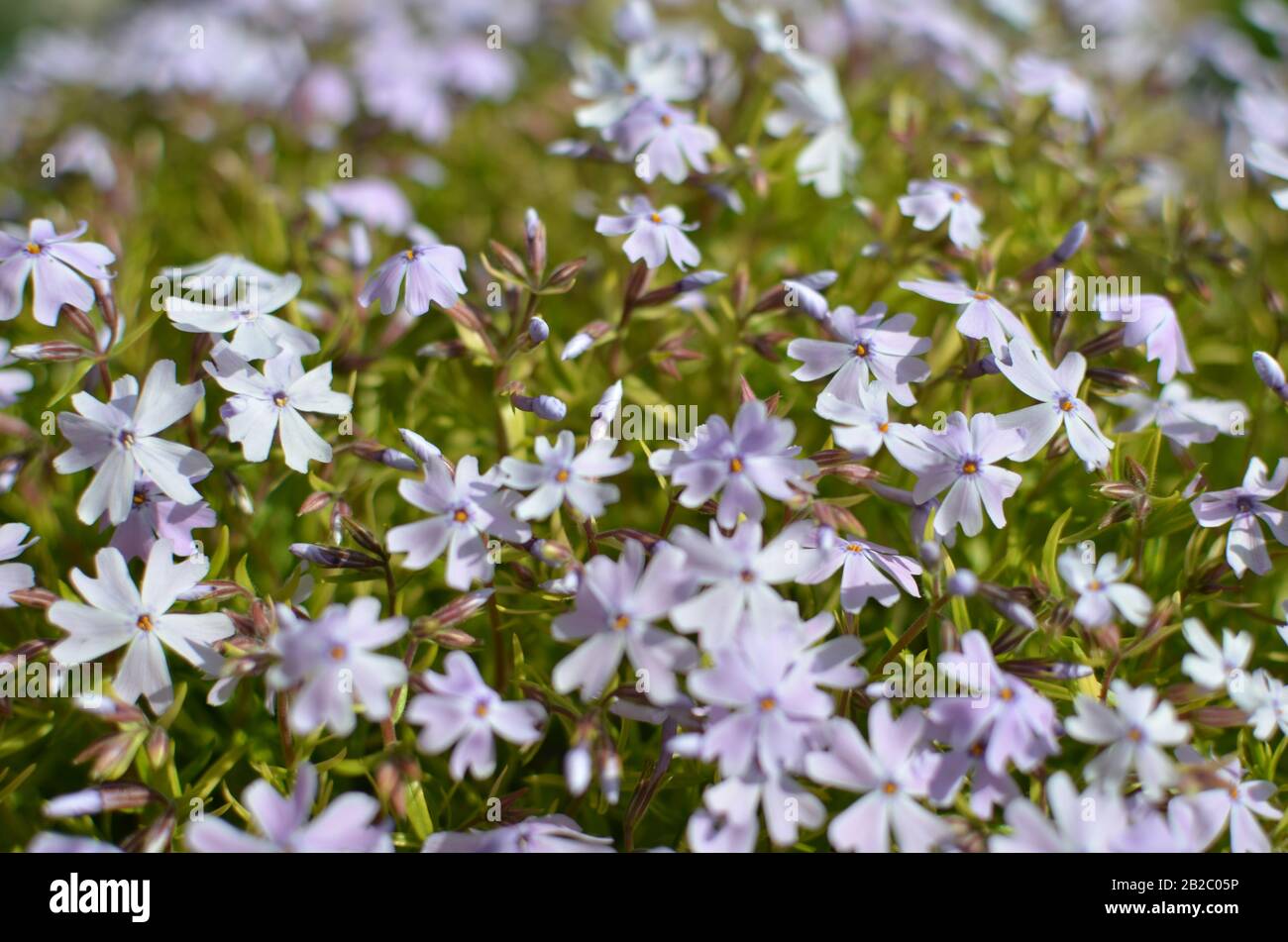 Phlox divaricata Phlox divaricata. Blue phlox Closeup Stock Photo - Alamy