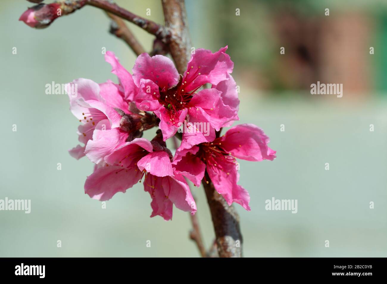 Macro photography of a young nectarine tree blooming for the first time ...