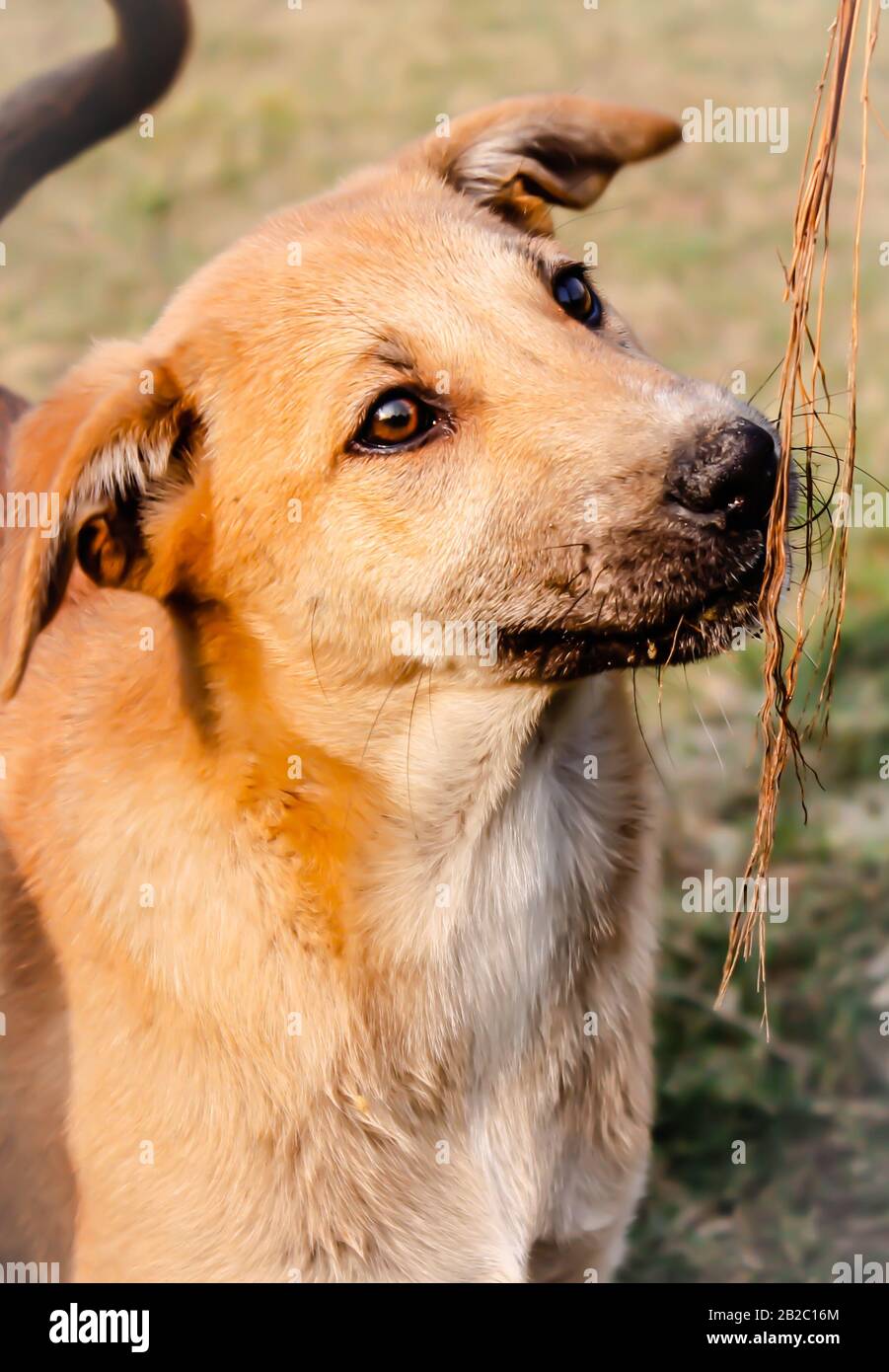A picture of dog in garden Stock Photo - Alamy