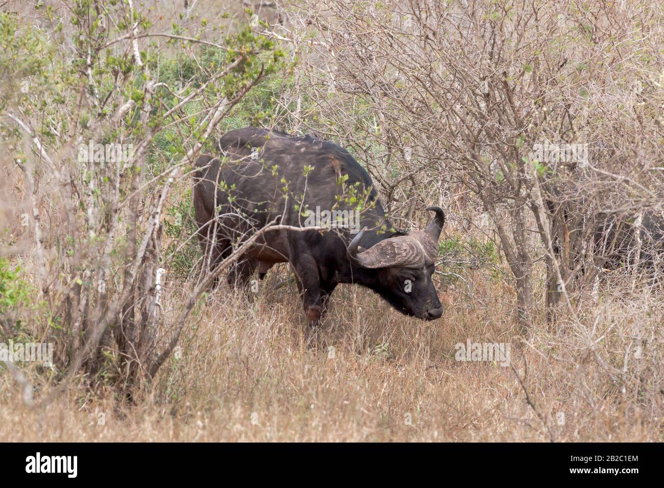 My boor hi-res stock photography and images - Alamy