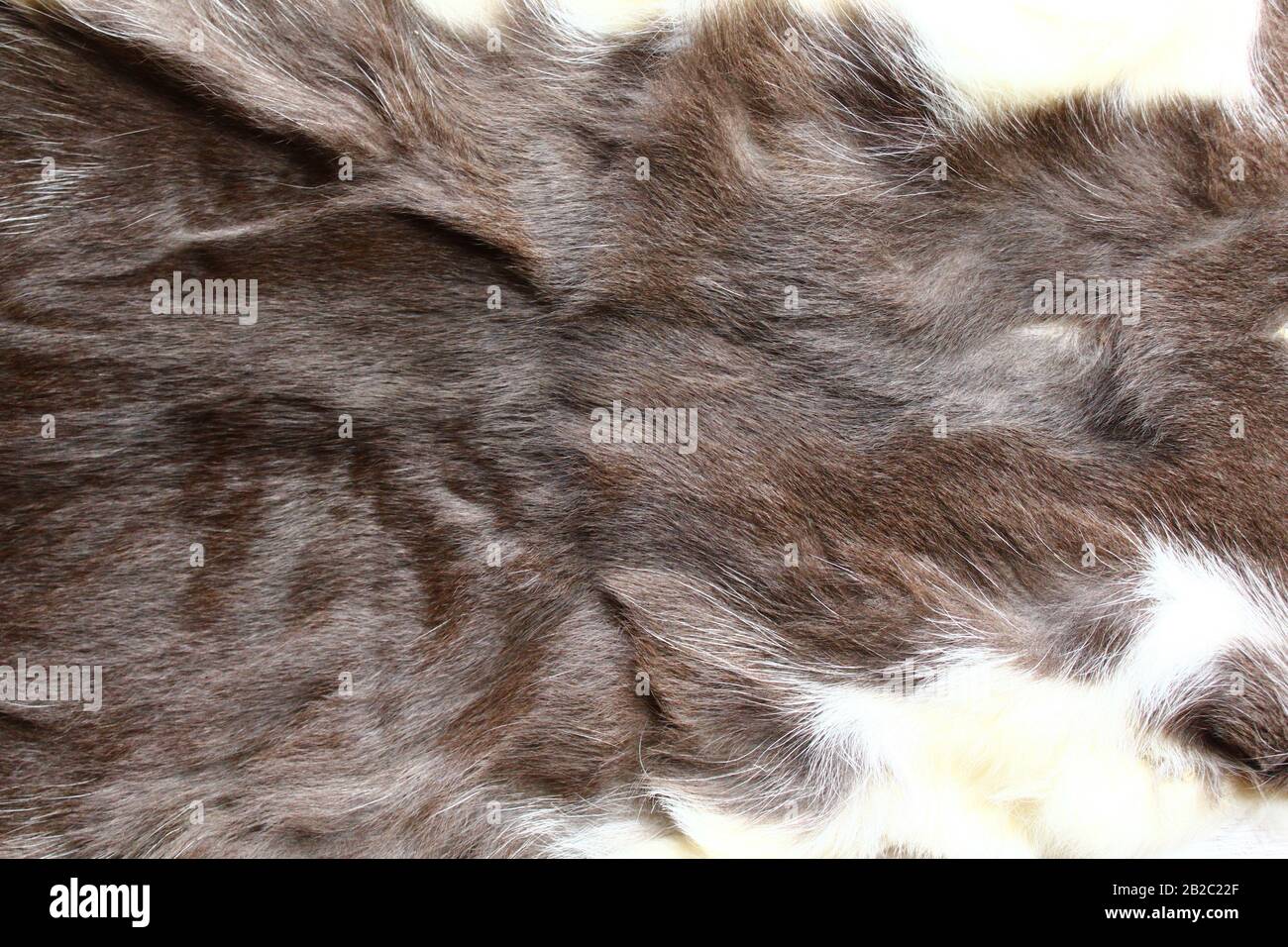 The picture shows a piece of a cat fur Stock Photo - Alamy