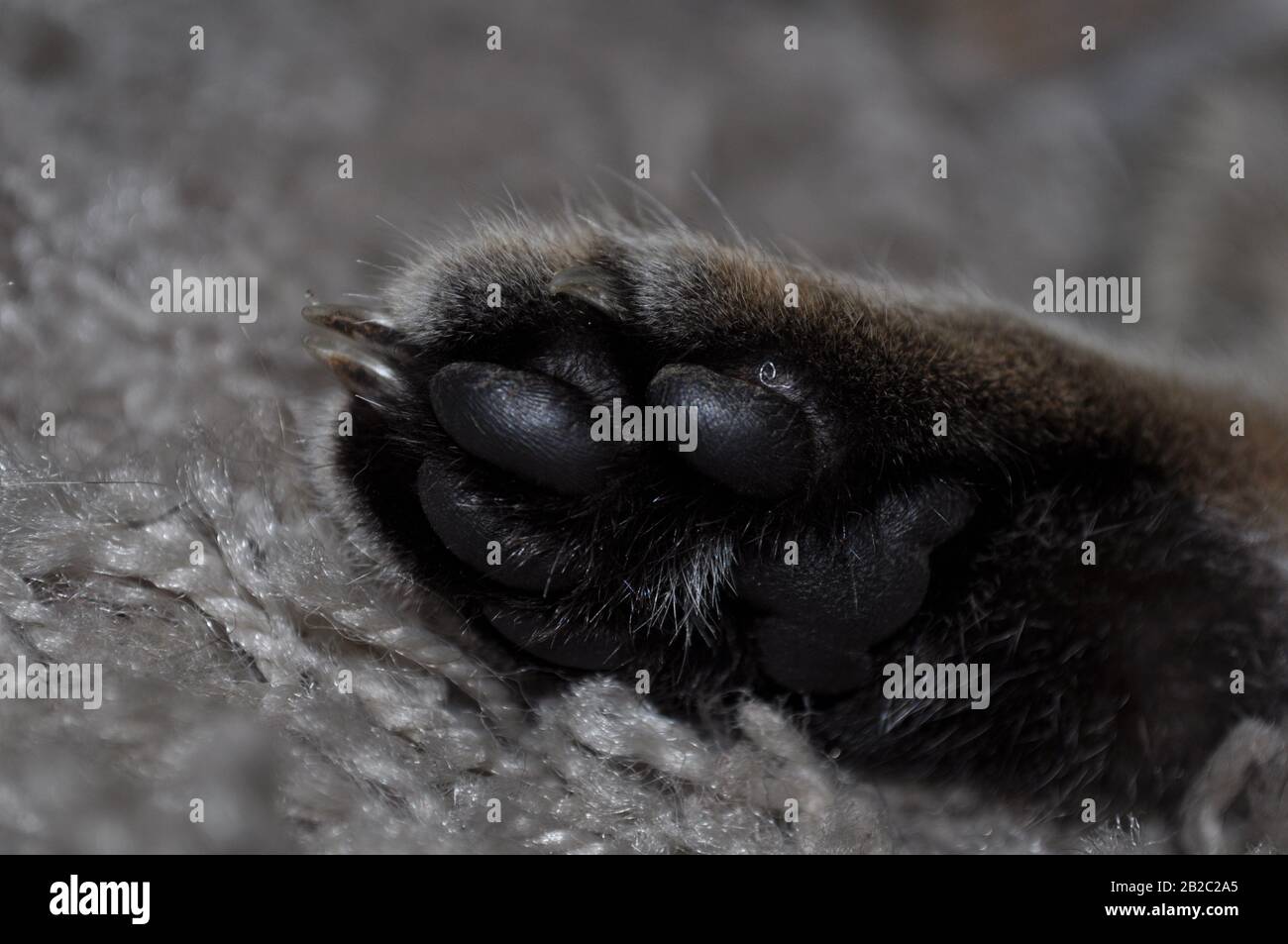 Paw details hi-res stock photography and images - Alamy