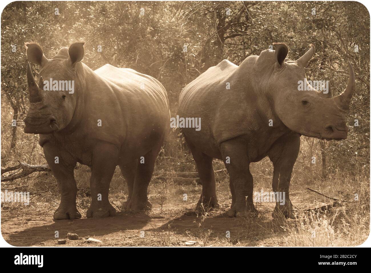 Travel animal wild africa Cut Out Stock Images & Pictures - Alamy