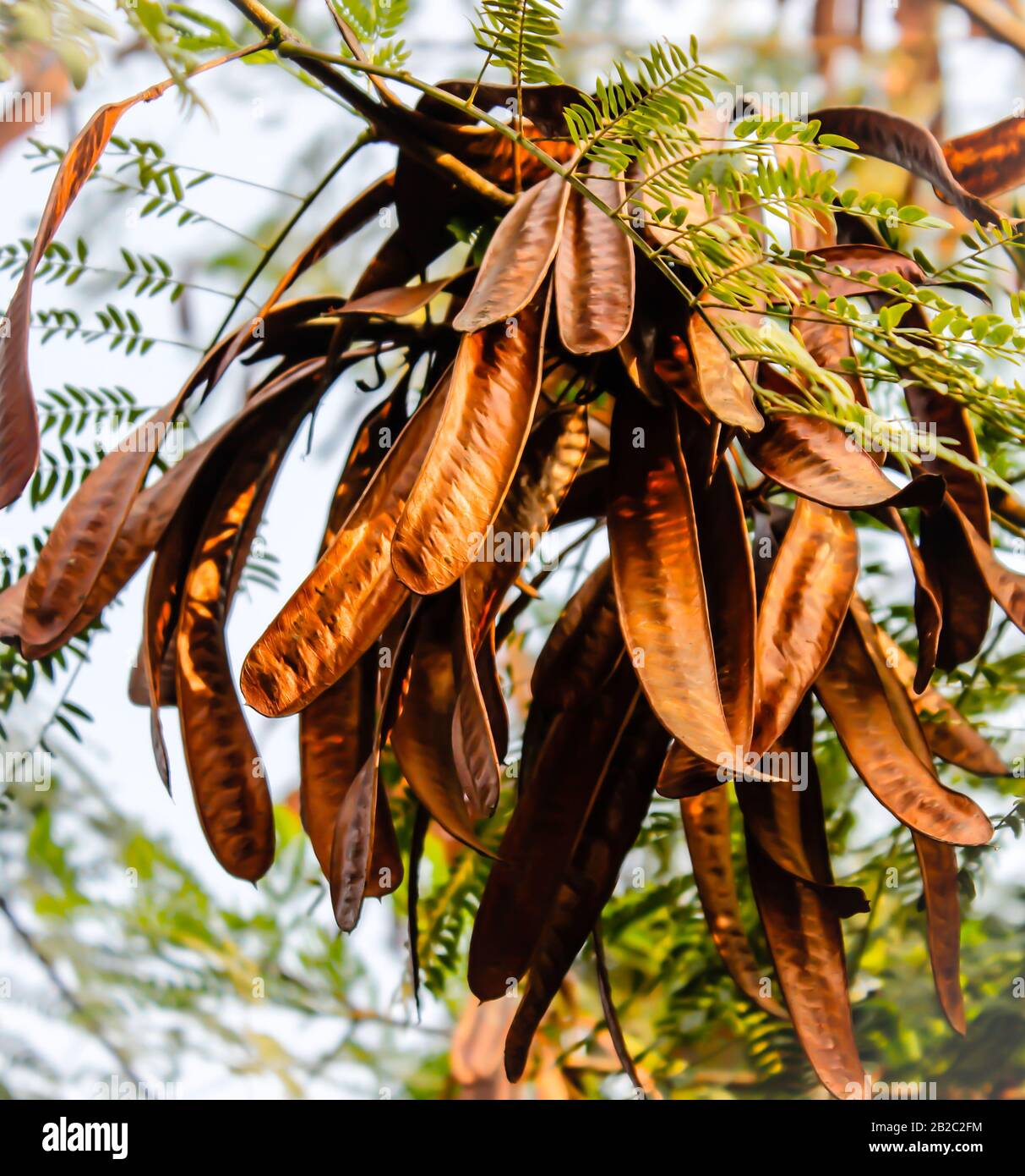 A picture of fruit Stock Photo - Alamy