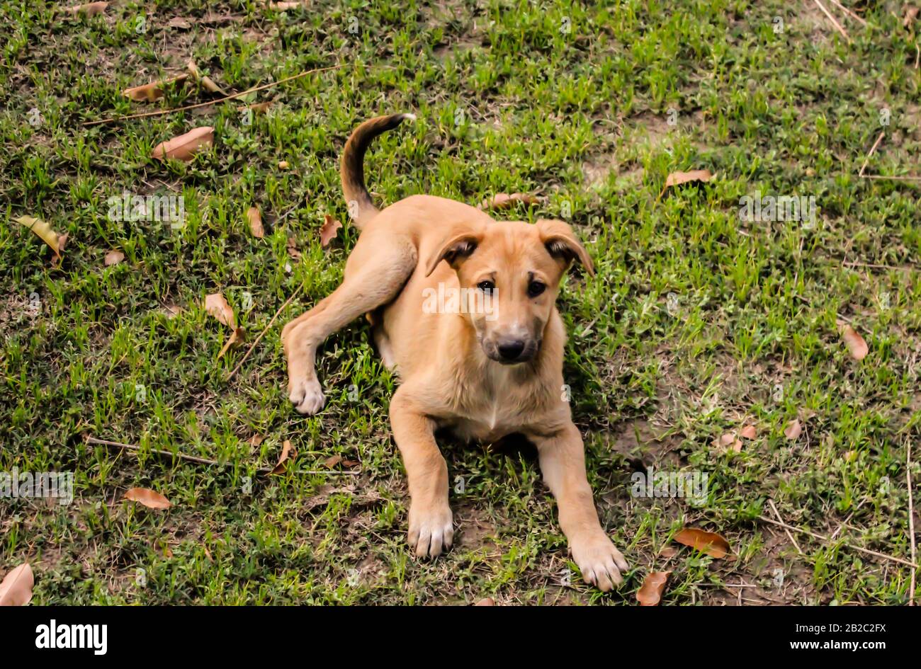 A picture of dog in garden Stock Photo - Alamy