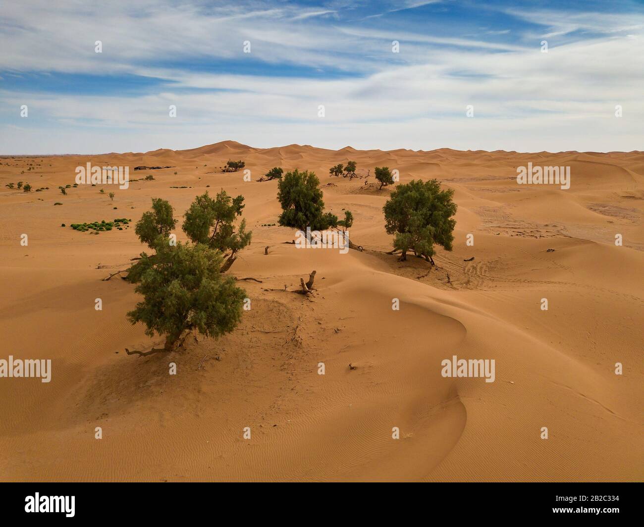 Aerial view of trees in Sahara desert Stock Photo - Alamy