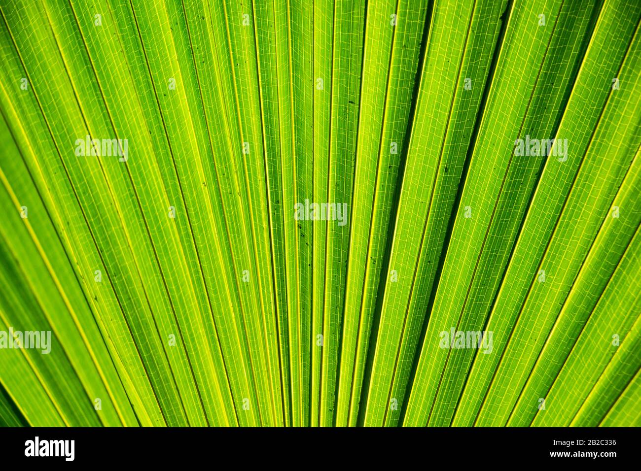 Green palm leave texture Stock Photo - Alamy