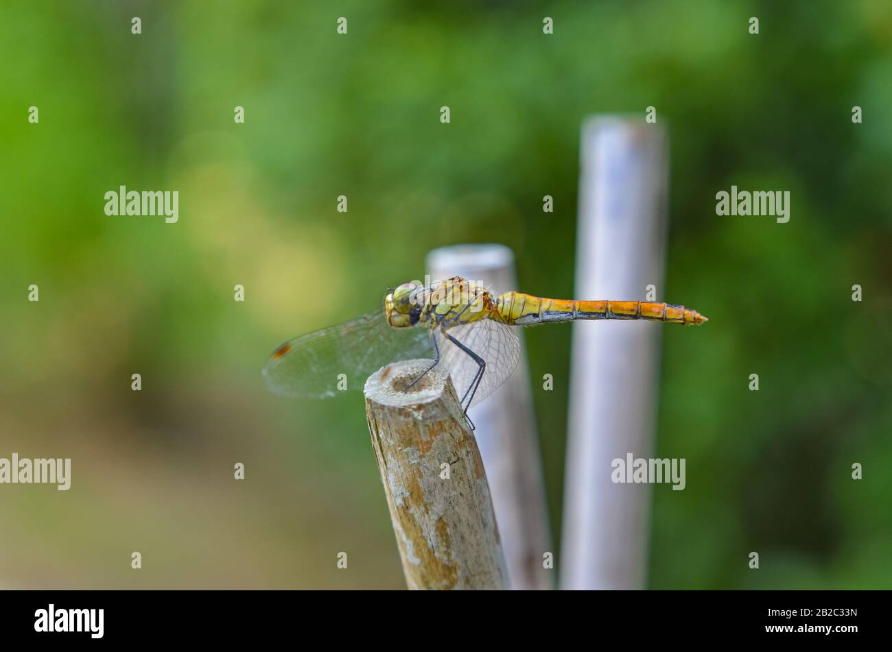 Dragonfly lovers hi-res stock photography and images - Alamy