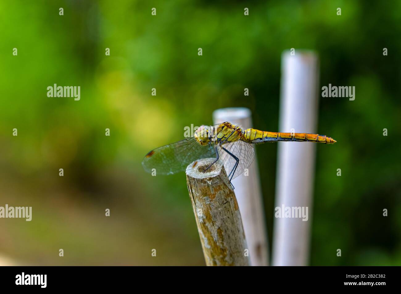 Dragonfly lovers hi-res stock photography and images - Alamy