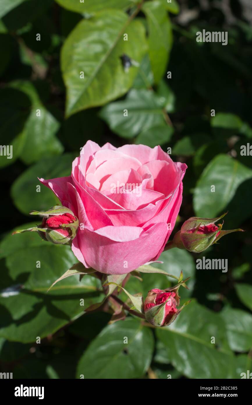 Blooming beautiful colorful rose bud in garden background Stock Photo ...
