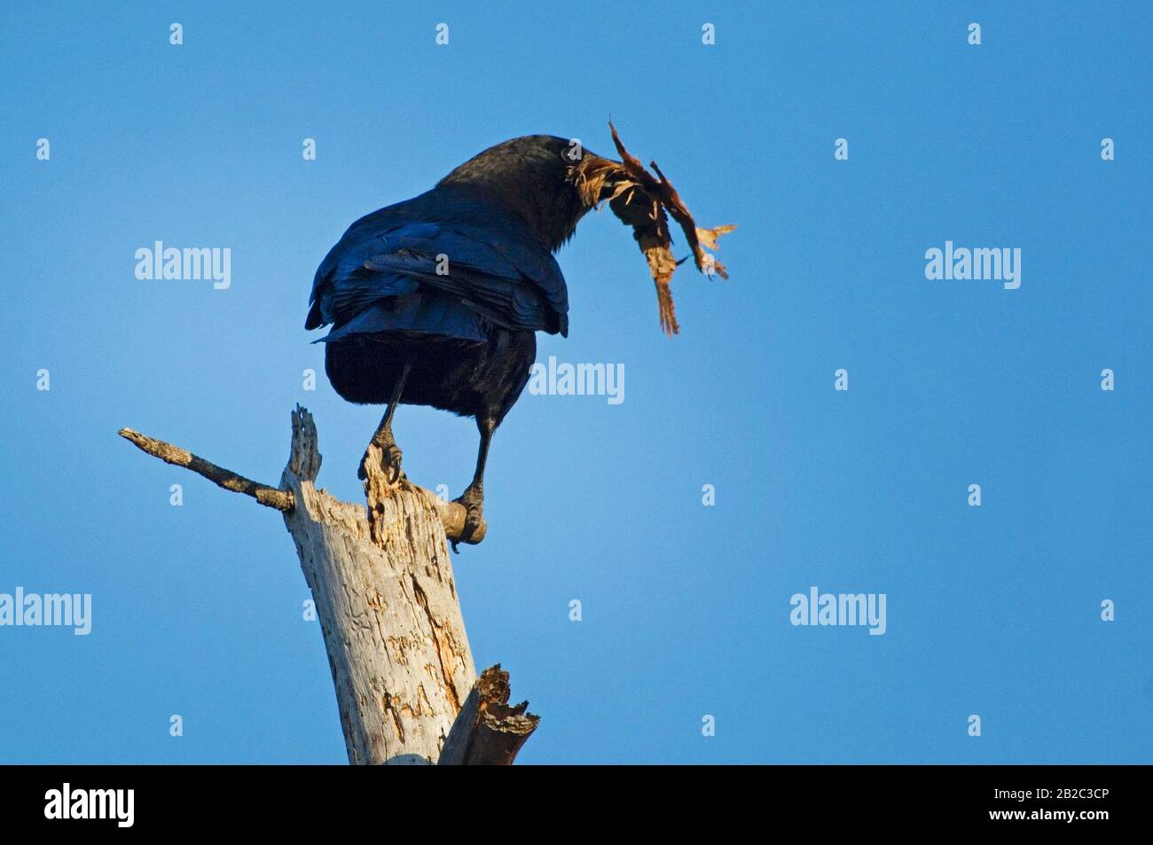 Fish crow with nesting material Stock Photo - Alamy