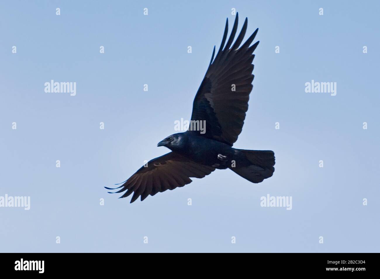 Fish crow in flight Stock Photo - Alamy