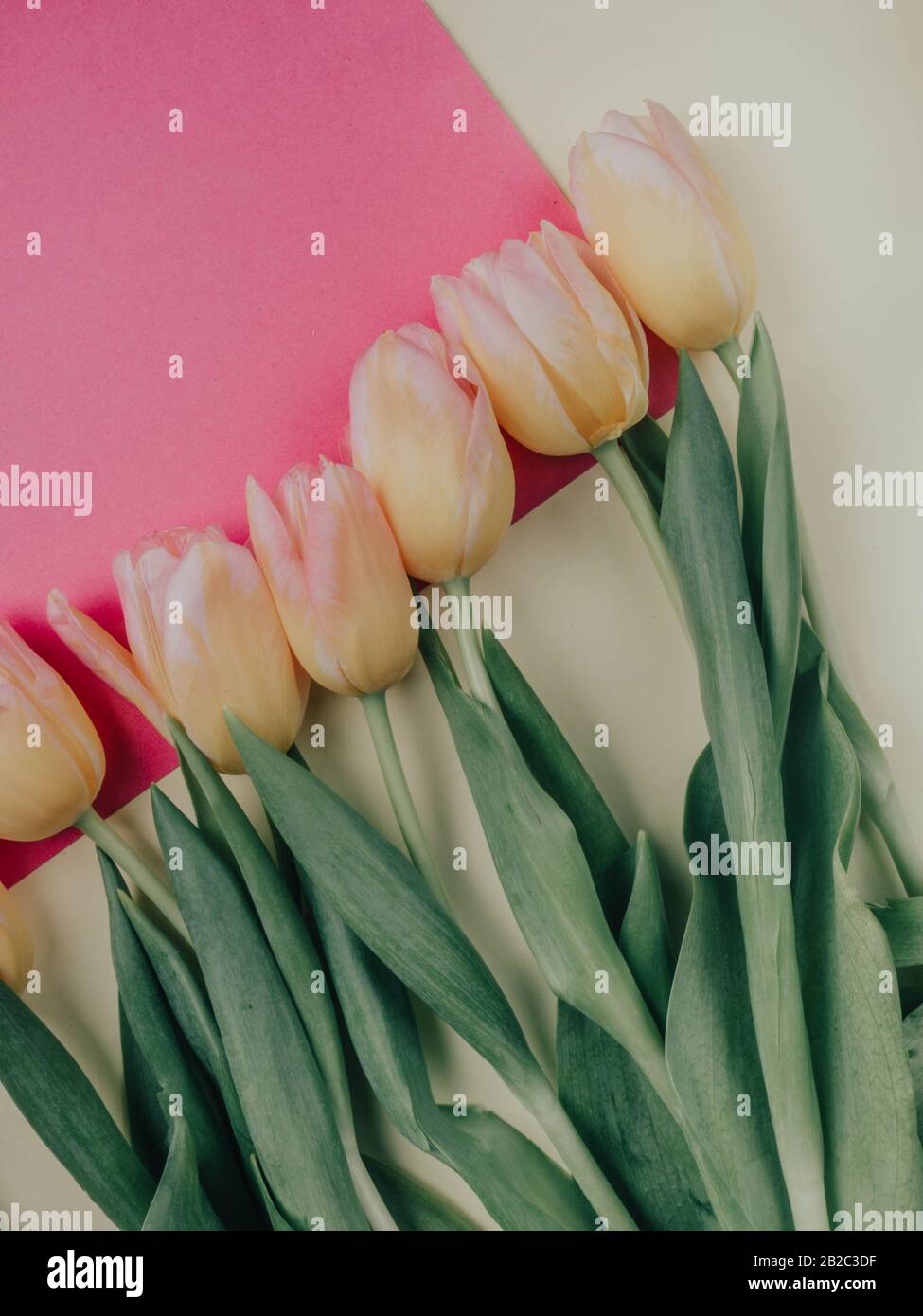 vintage bouquet of pastel color tulips on pink and yellow background ...
