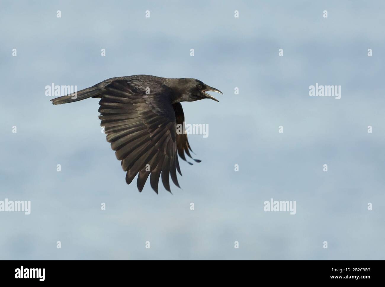 Corvids in flight hi-res stock photography and images - Alamy