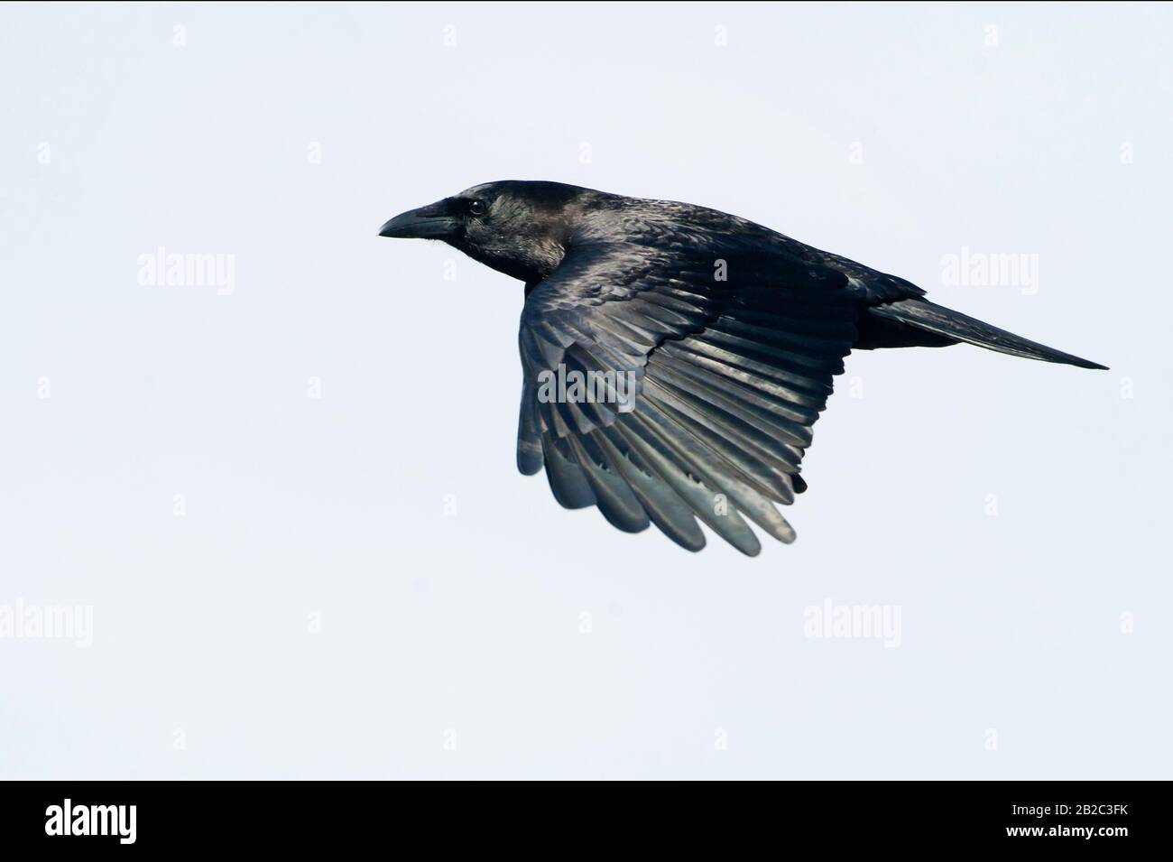 American crow in flight Stock Photo - Alamy