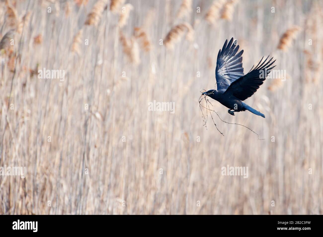 Corvids in flight hi-res stock photography and images - Alamy