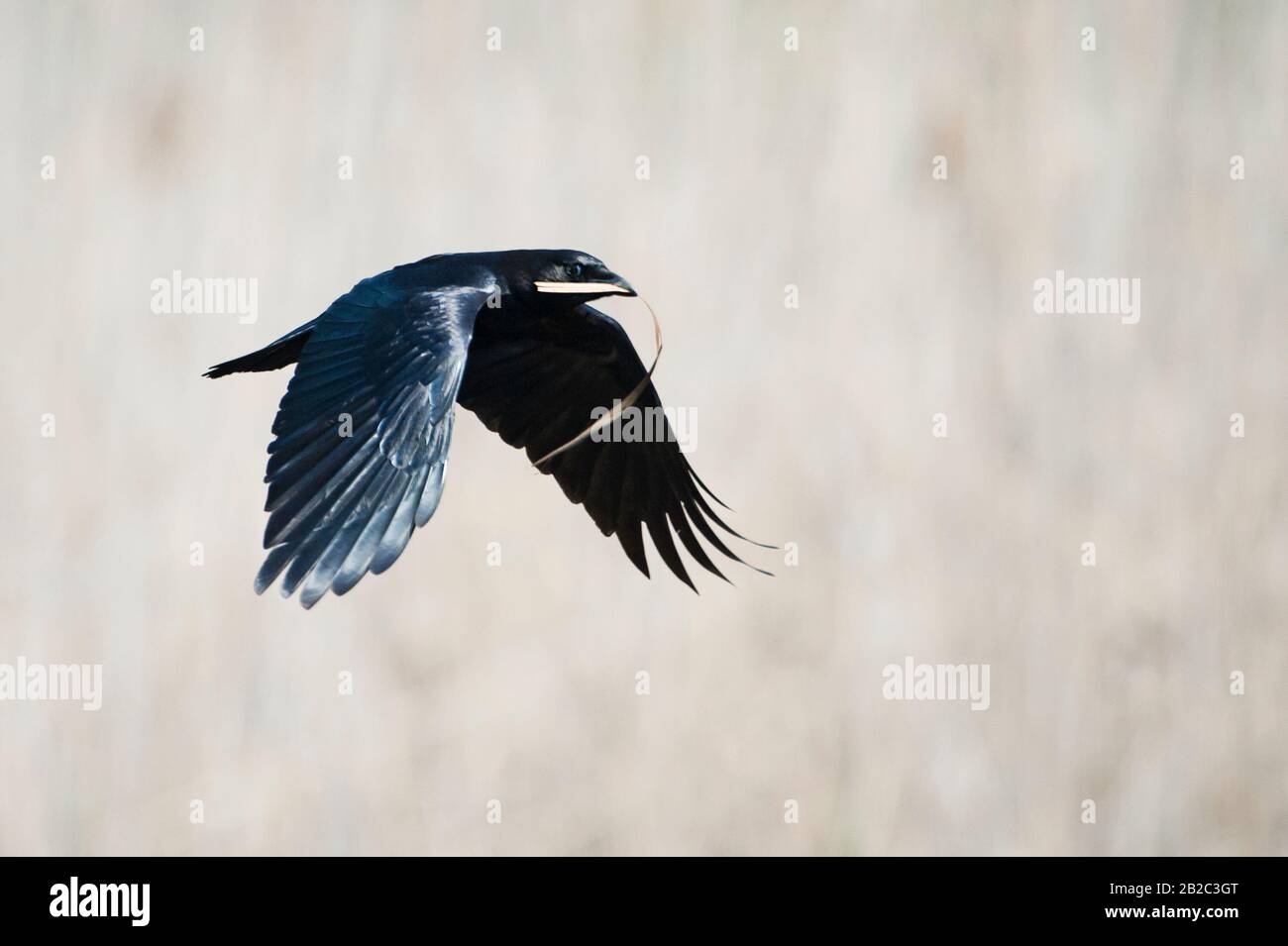 Crows in flight hi-res stock photography and images - Alamy