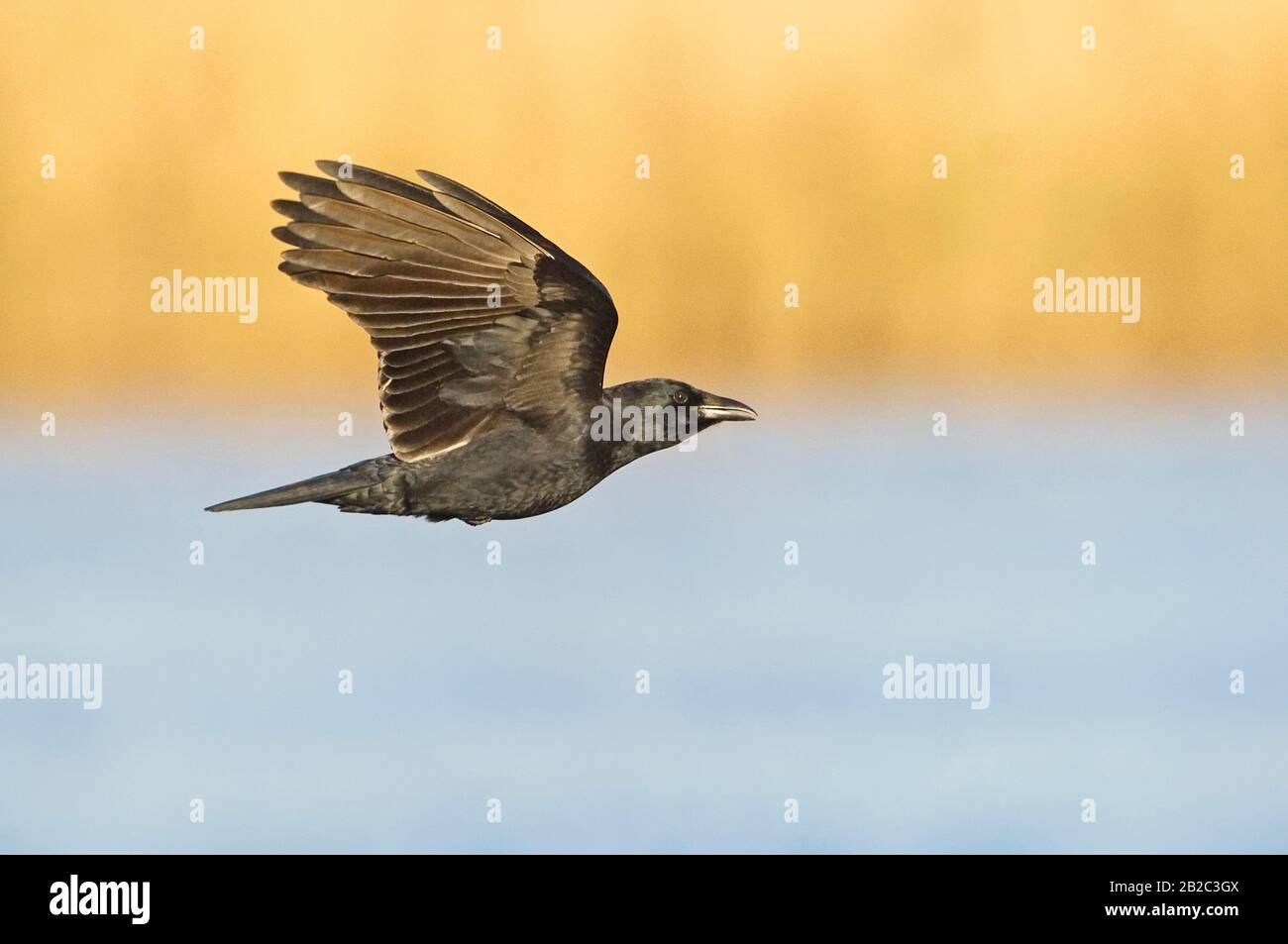 American crow in flight Stock Photo - Alamy