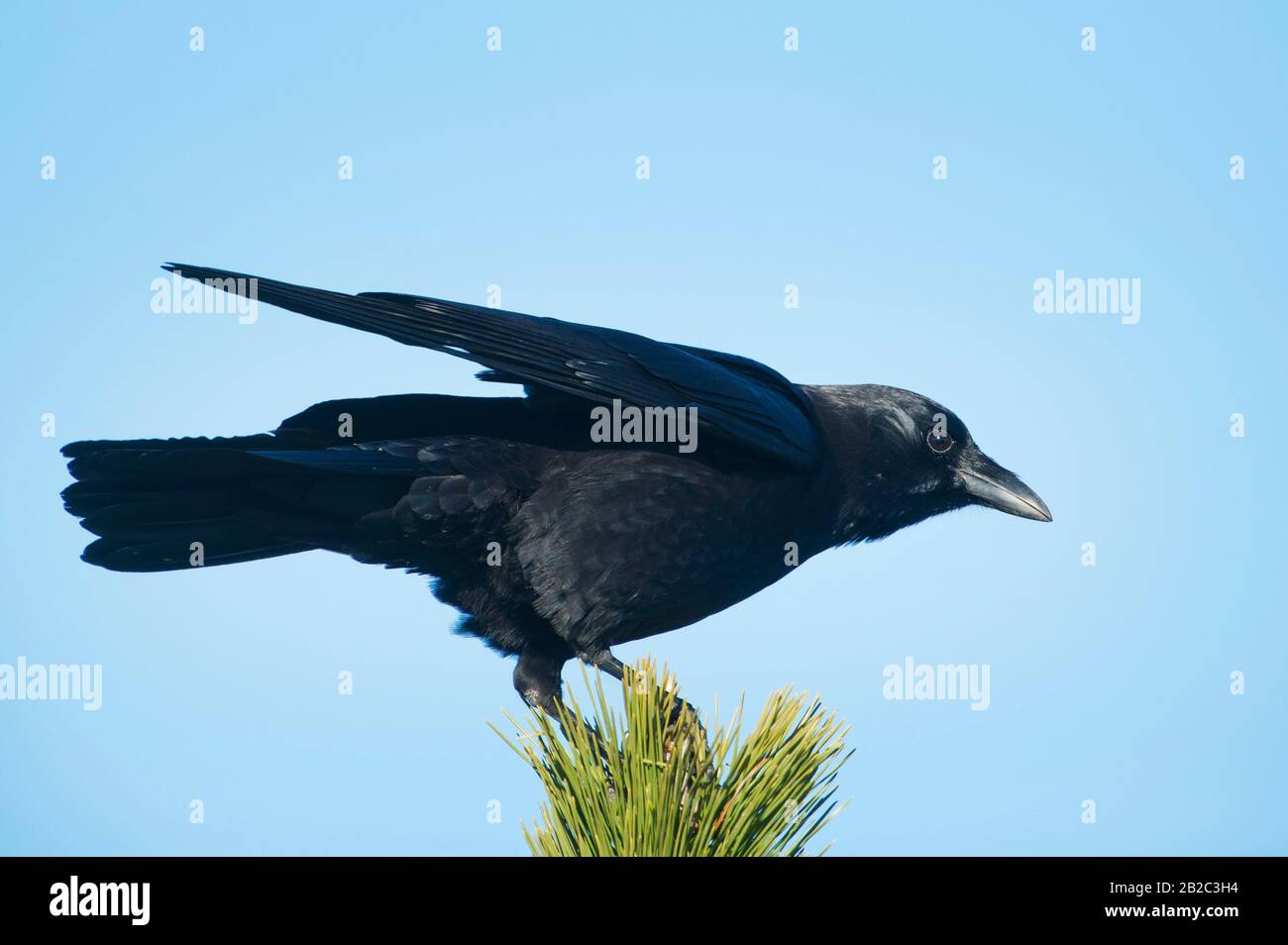 American crows hi-res stock photography and images - Alamy
