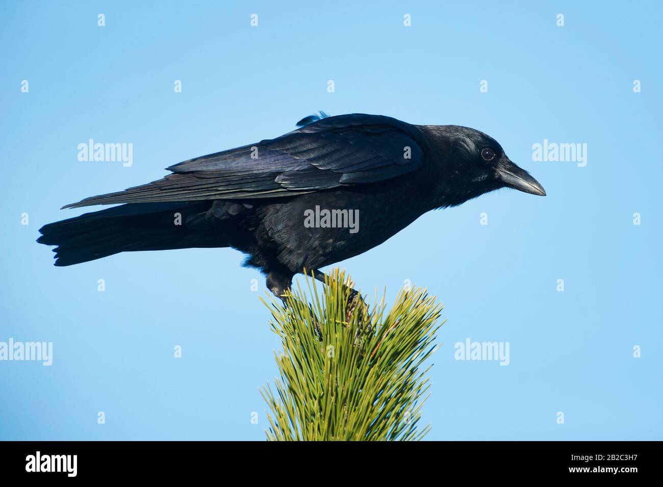 American crows hi-res stock photography and images - Alamy