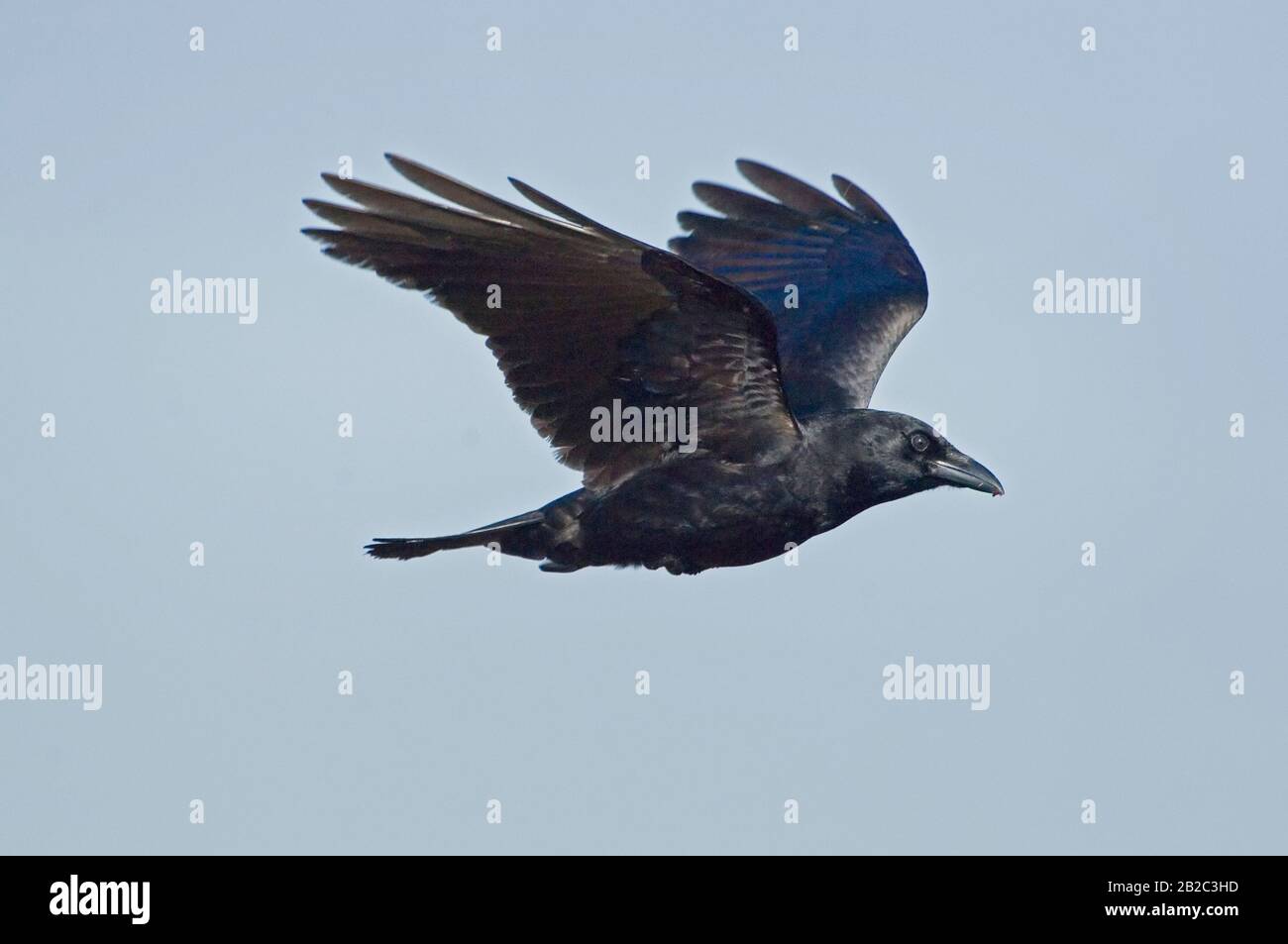 American crow in flight Stock Photo - Alamy