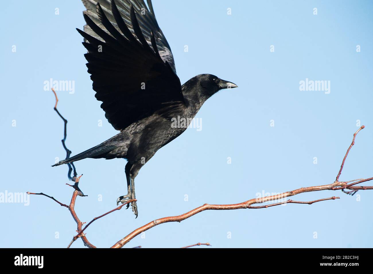 Crows in flight hi-res stock photography and images - Alamy
