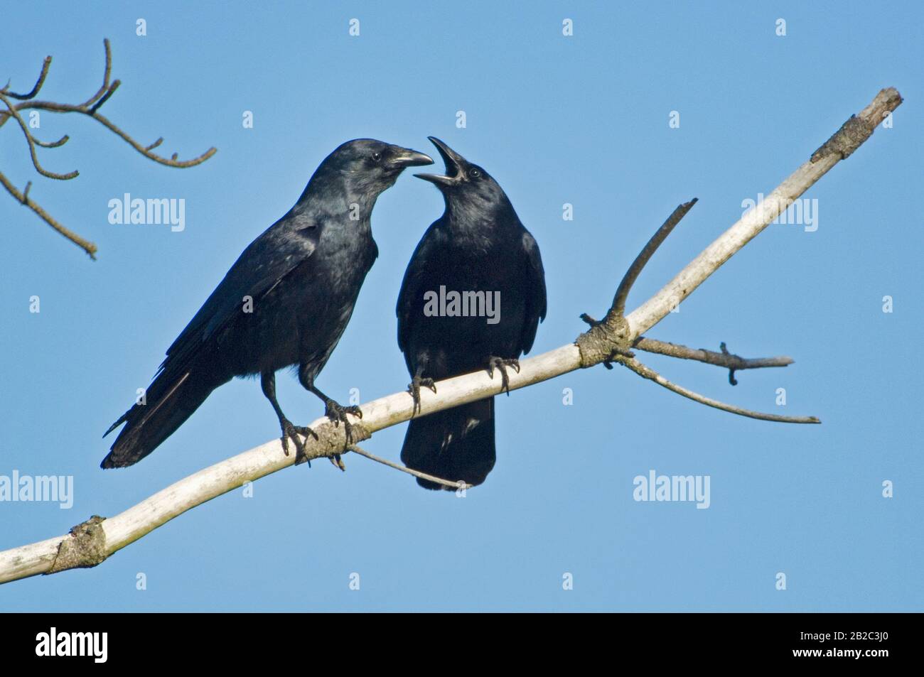 Fish crow courtship behavior Stock Photo - Alamy