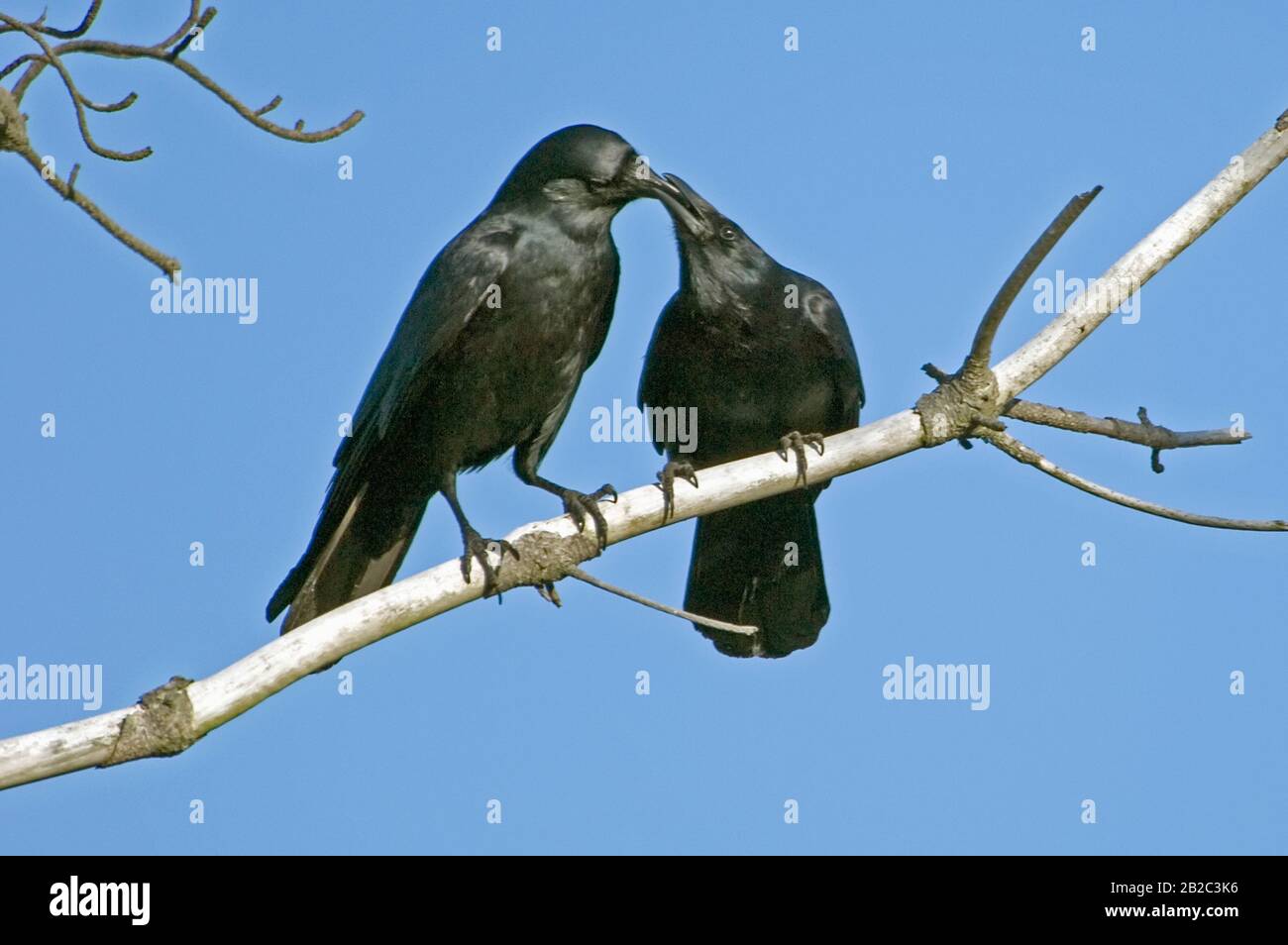 Fish crow courtship behavior Stock Photo - Alamy