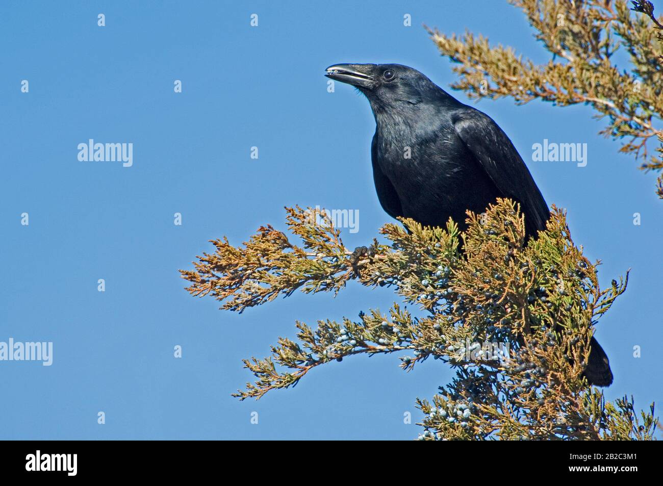 Fish crow with juniper berry Stock Photo - Alamy