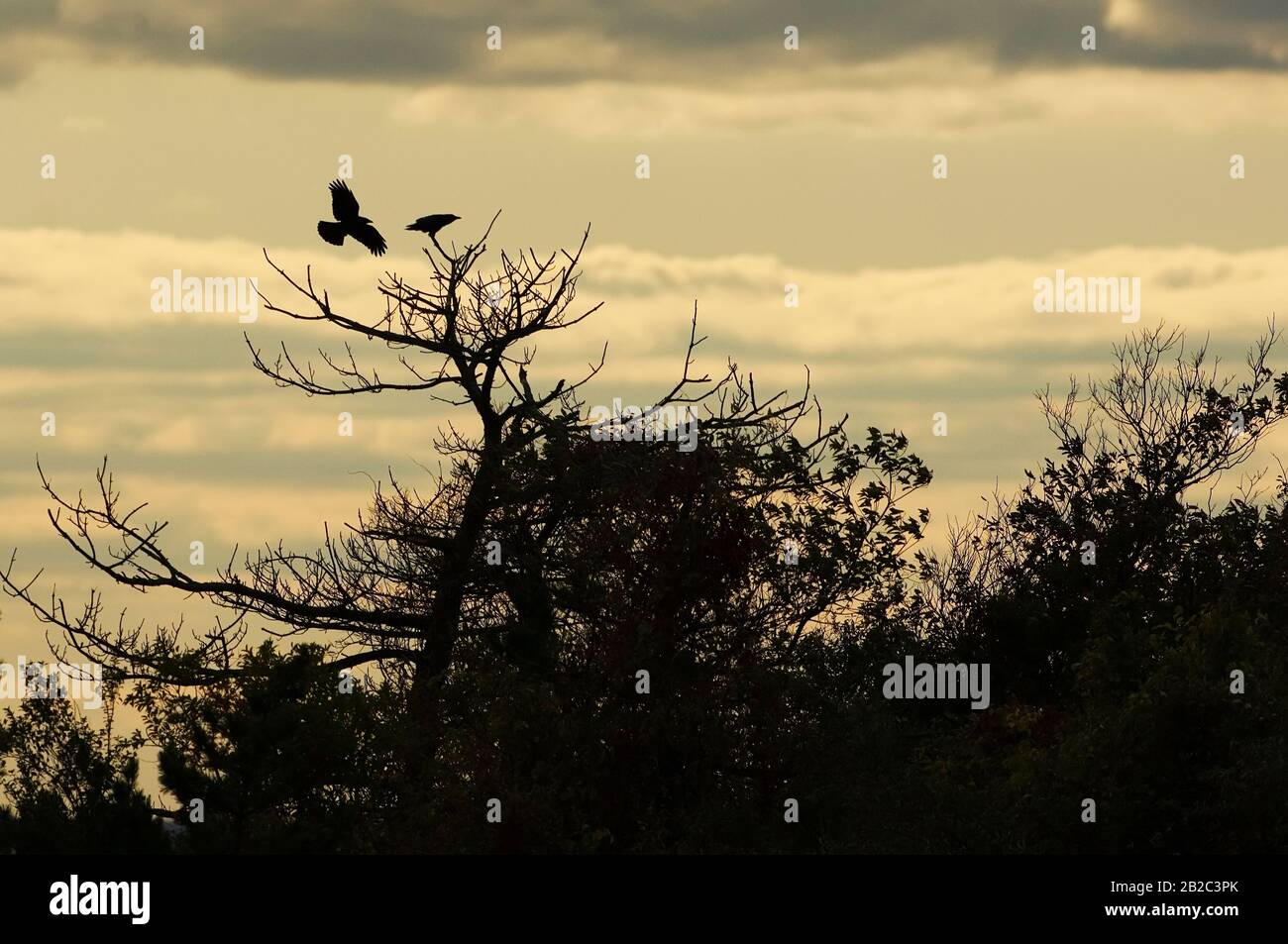 American crow in flight scenic Stock Photo - Alamy