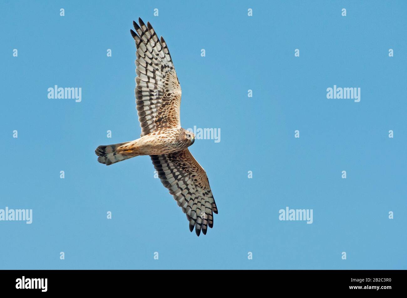 Northern harrier in flight Stock Photo - Alamy