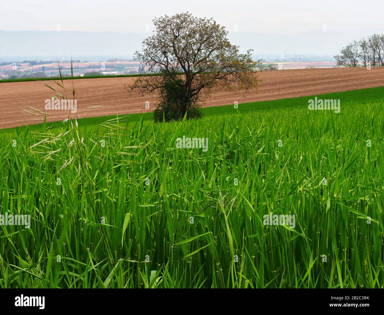 Crossroads of asphalt roads in a clean floor. Green grass and road ...