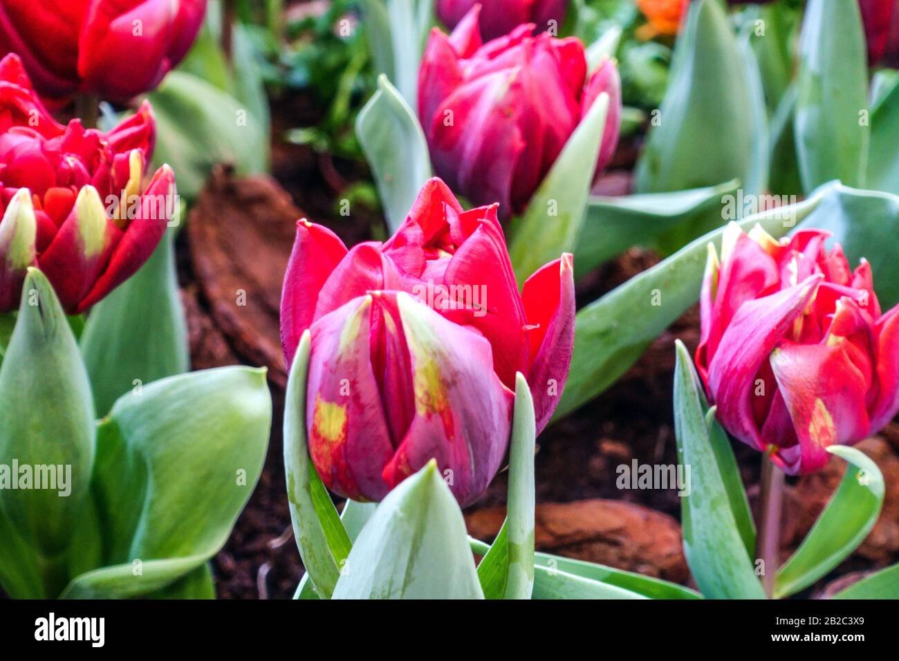 Tulip red princess hi-res stock photography and images - Alamy
