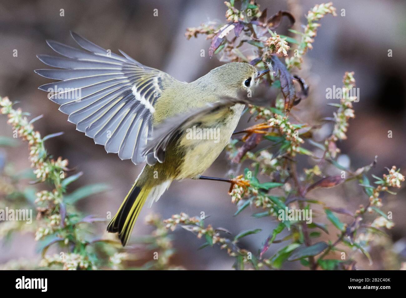 Ruby-crowned kinglet flight Stock Photo - Alamy