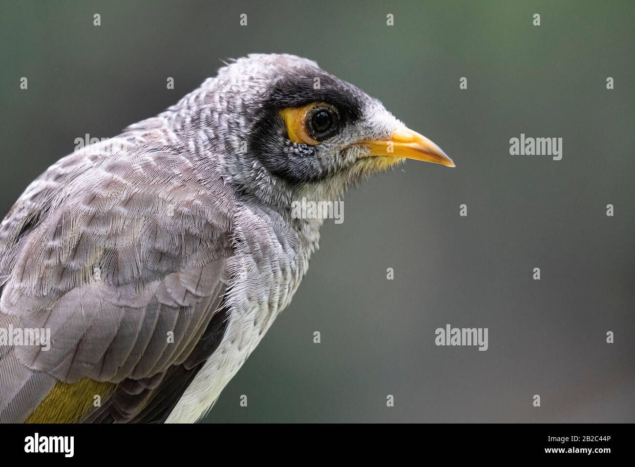 Noisy miner bird in profile in Queensland Australia Stock Photo - Alamy
