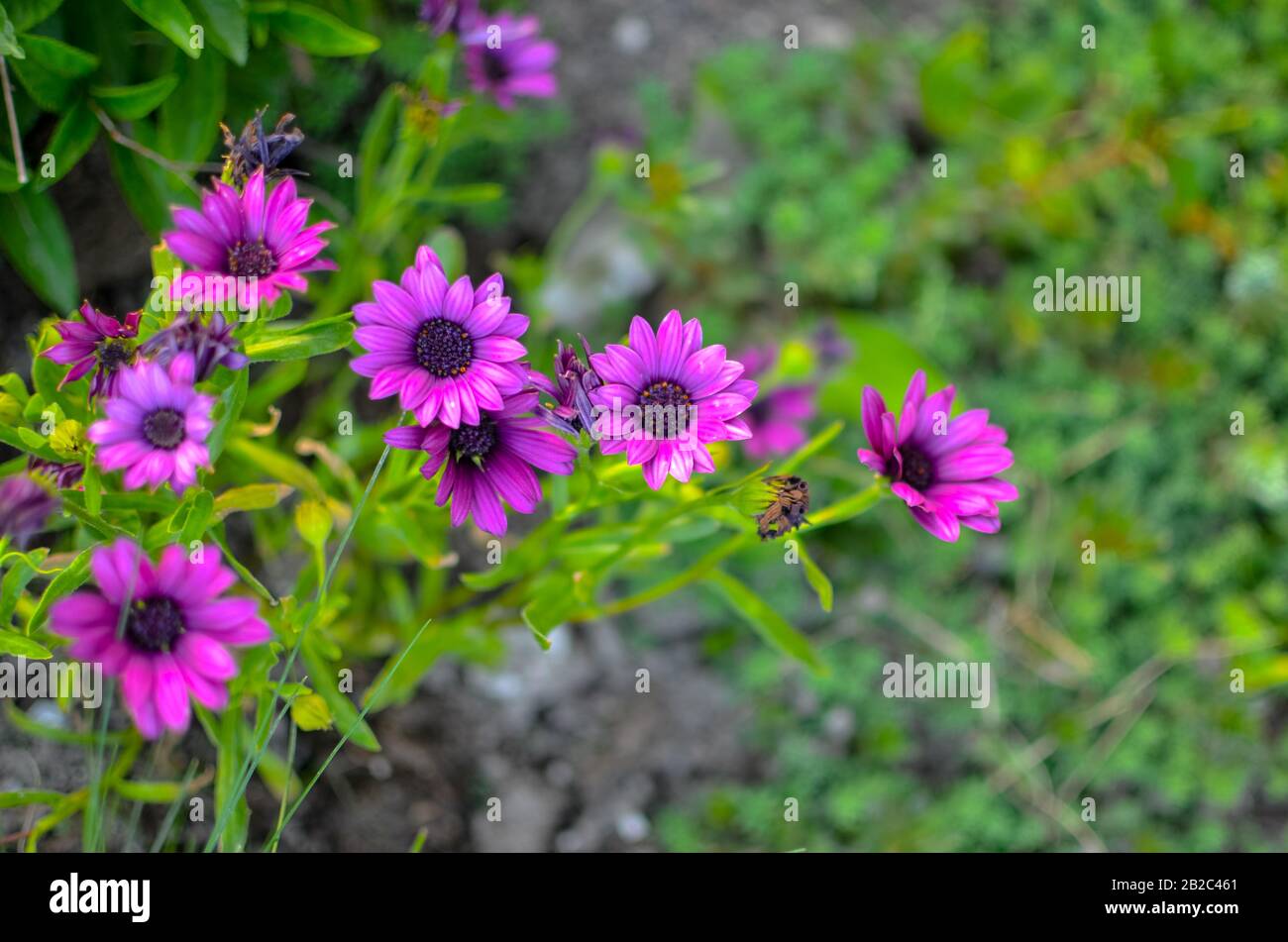 Purple daisy flower growing in spring garden Stock Photo - Alamy