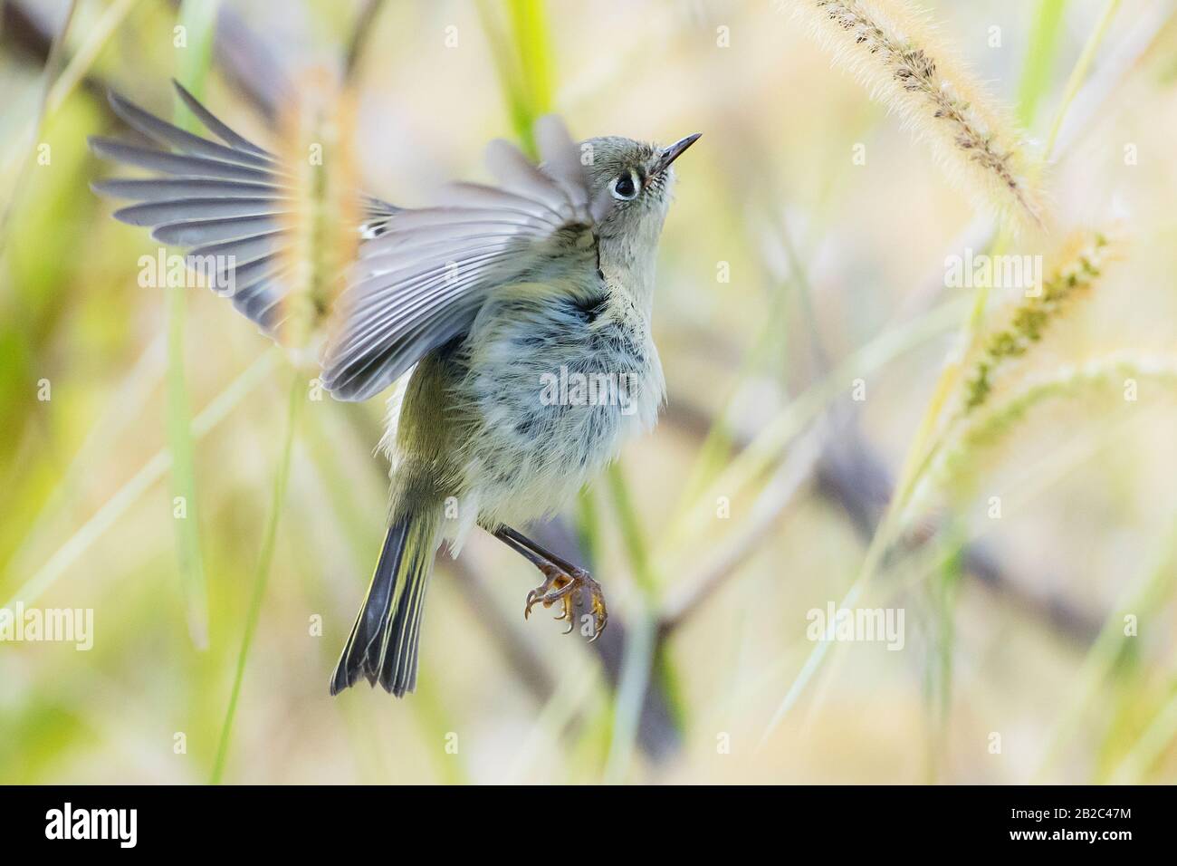 Ruby-crowned kinglet flight Stock Photo - Alamy