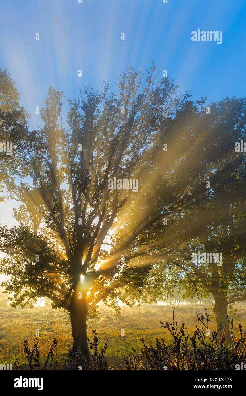 Sun rays through the mist Stock Photo - Alamy
