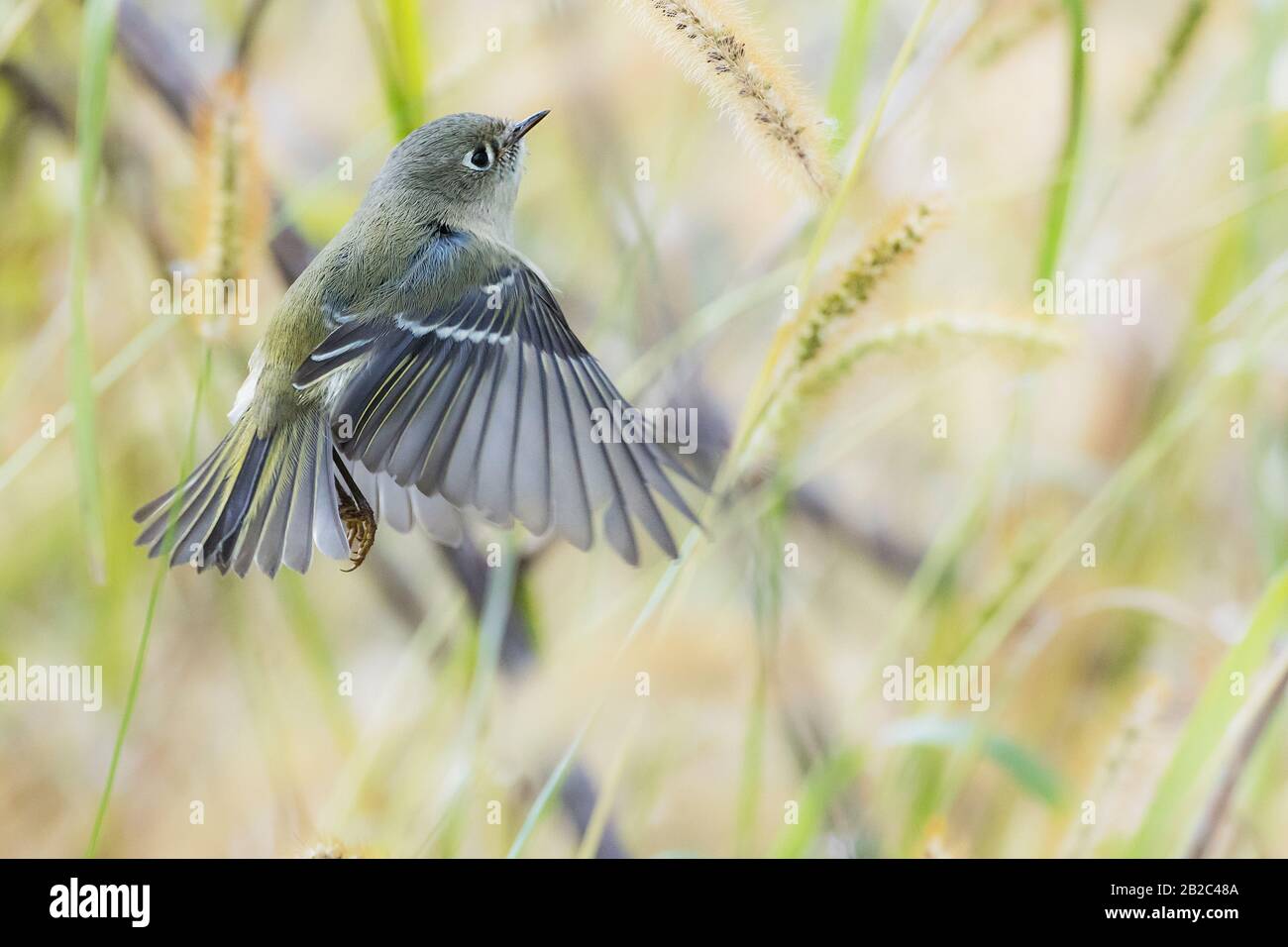 Ruby kinglets hi-res stock photography and images - Alamy
