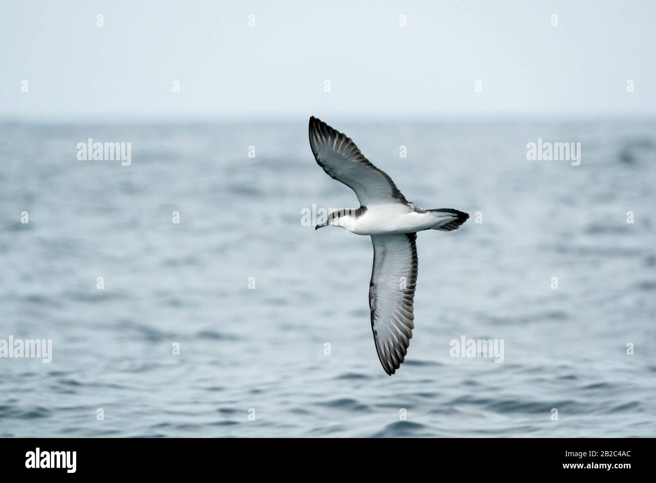 Buller's shearwater, Ardenna bulleri, flying over sea, Kaikoura, New ...